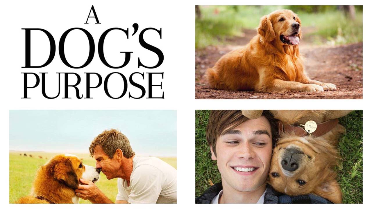 Watch A Dog's Purpose movie Online on OSN+