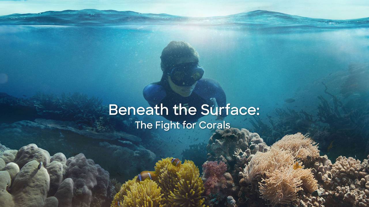 Watch Beneath The Surface: The Fight For Coral movie Online on OSN+