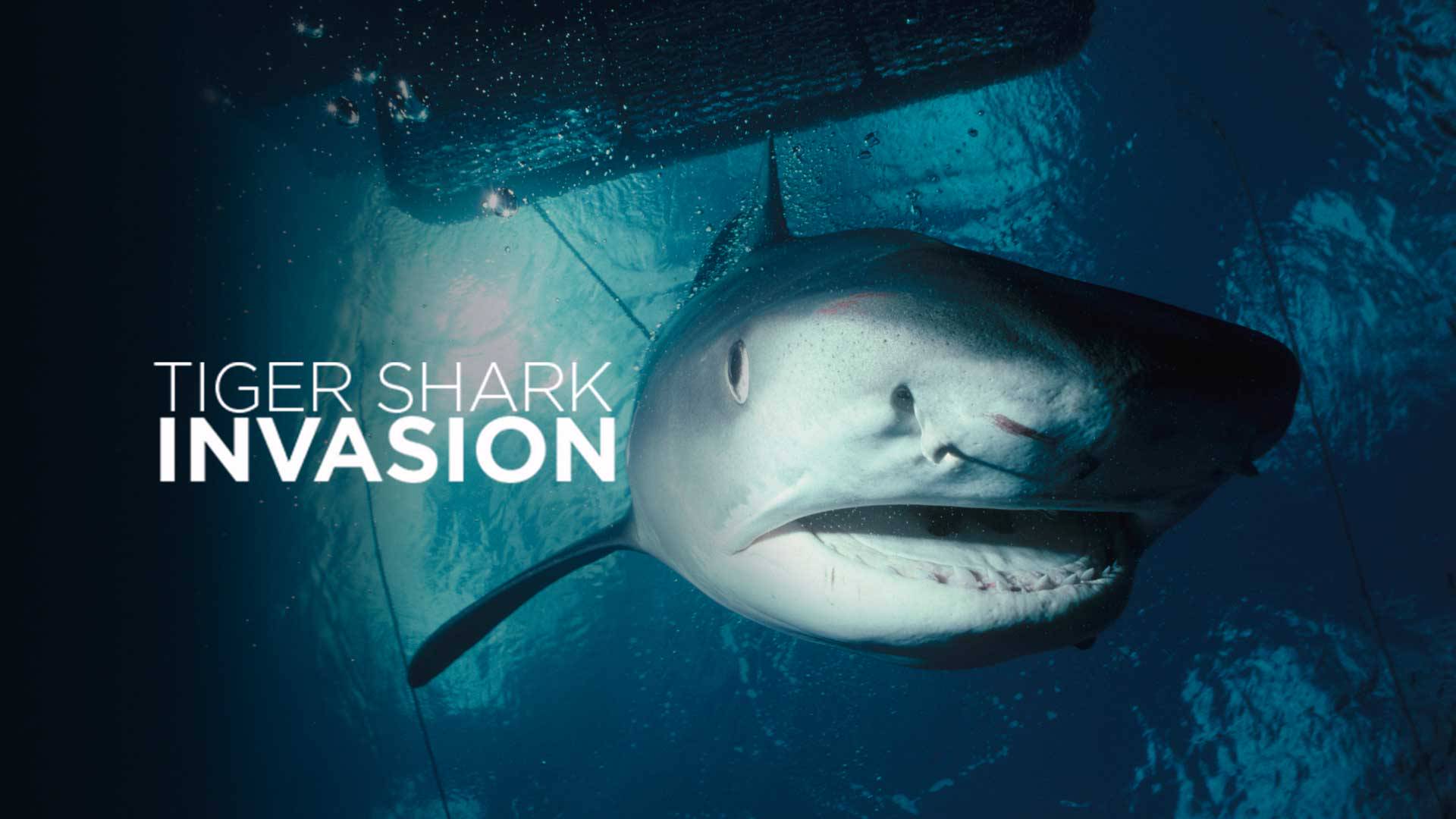 Watch Tiger Shark Invasion Online | Available in HD on OSN+