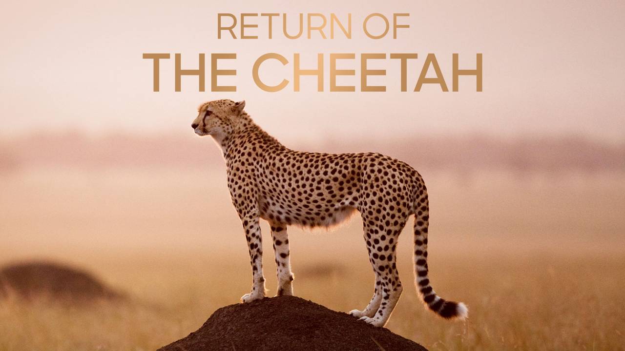 Watch Return Of The Cheetah movie Online on OSN+
