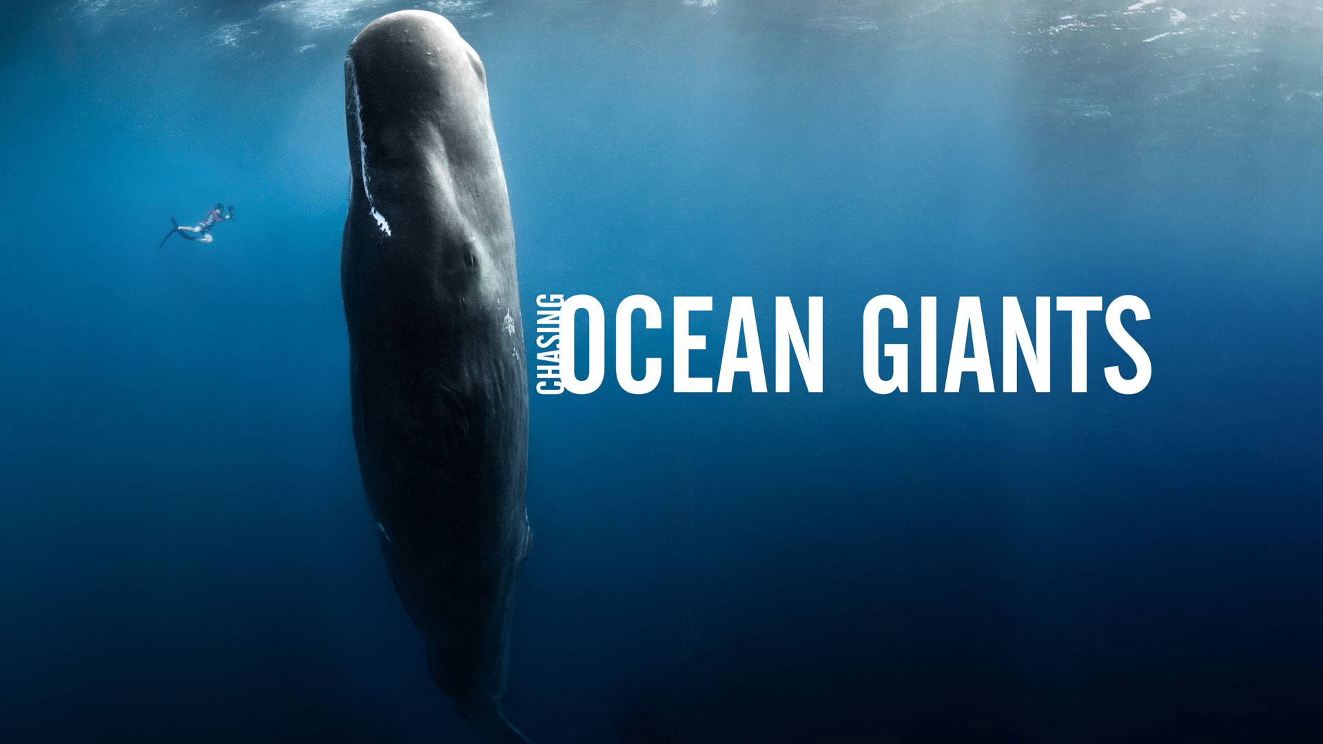Watch Chasing Ocean Giants Online | Available in HD on OSN+
