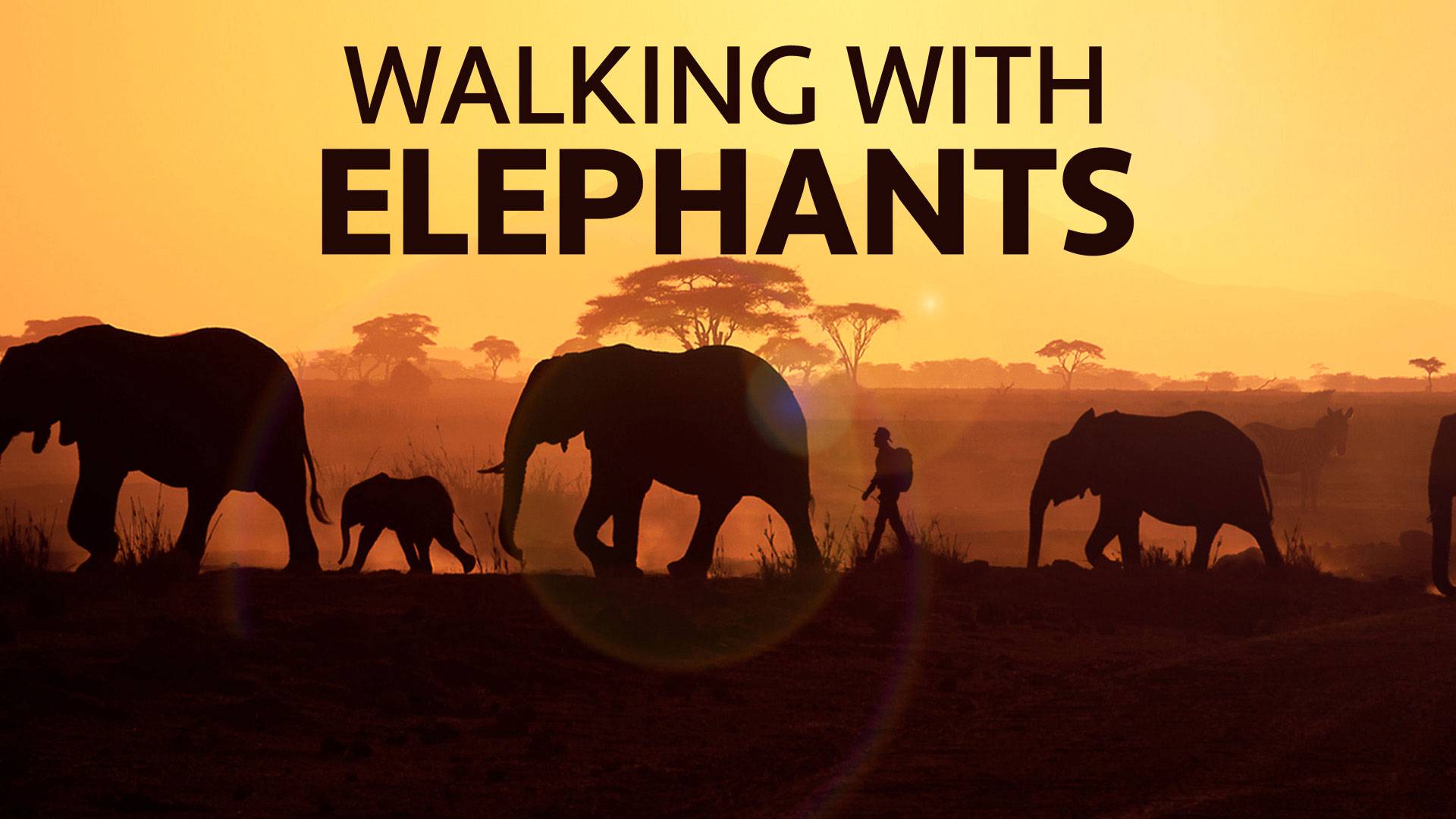 Watch Walking With Elephants Online | Available in HD on OSN+