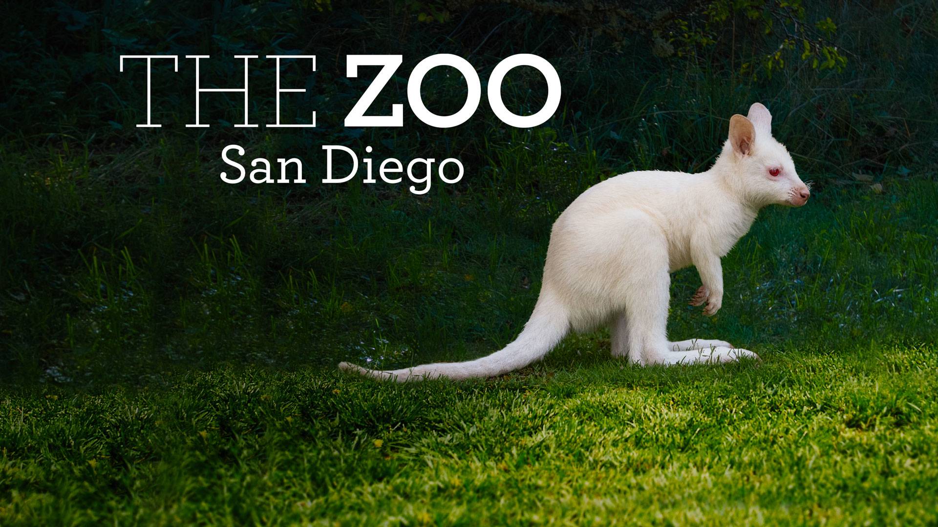 Watch The Zoo: San Diego series Online on OSN+