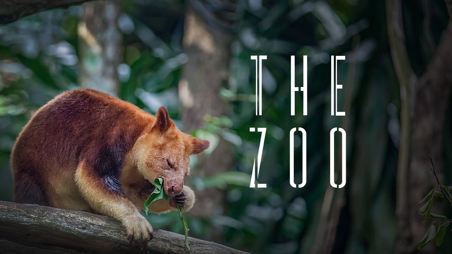 Watch The Zoo Online | Available in HD on OSN+